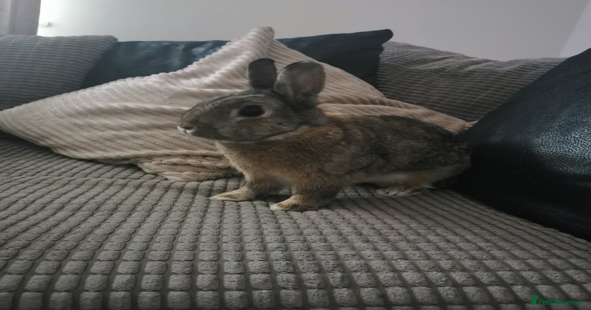Netherland Dwarf for sale in Kingswinford | Pets4Homes
