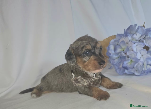 READY NOW LAST PUPPY mini dachshund doxiepoo for sale in Taunton ...