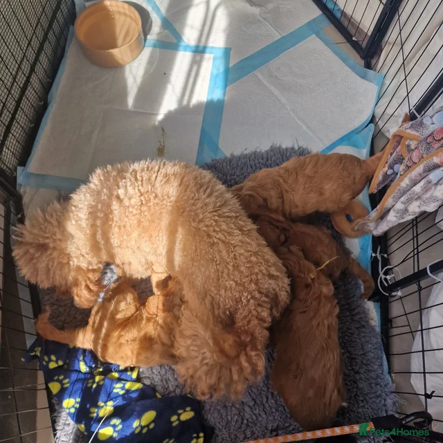 F1 Cavapoo for sale in York | Pets4Homes