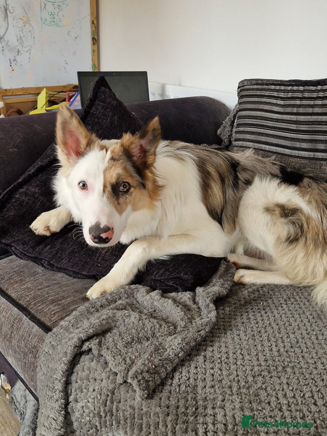 Tri-merle 1 year old border collie for sale in Huntingdon | Pets4Homes