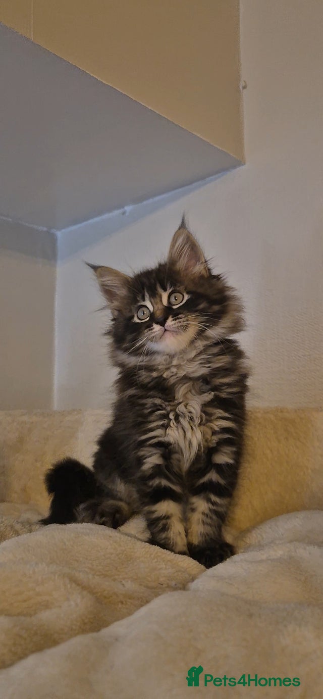 Friendly Maine coone mix baby's ready to go for sale in Dudley | Pets4Homes