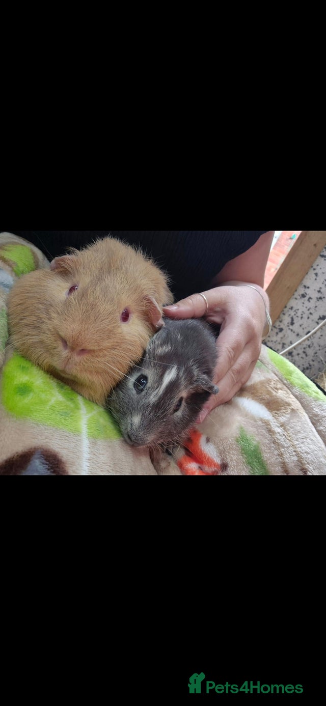 2 x male, friendly, bonded guinea pigs for sale in Leeds | Pets4Homes