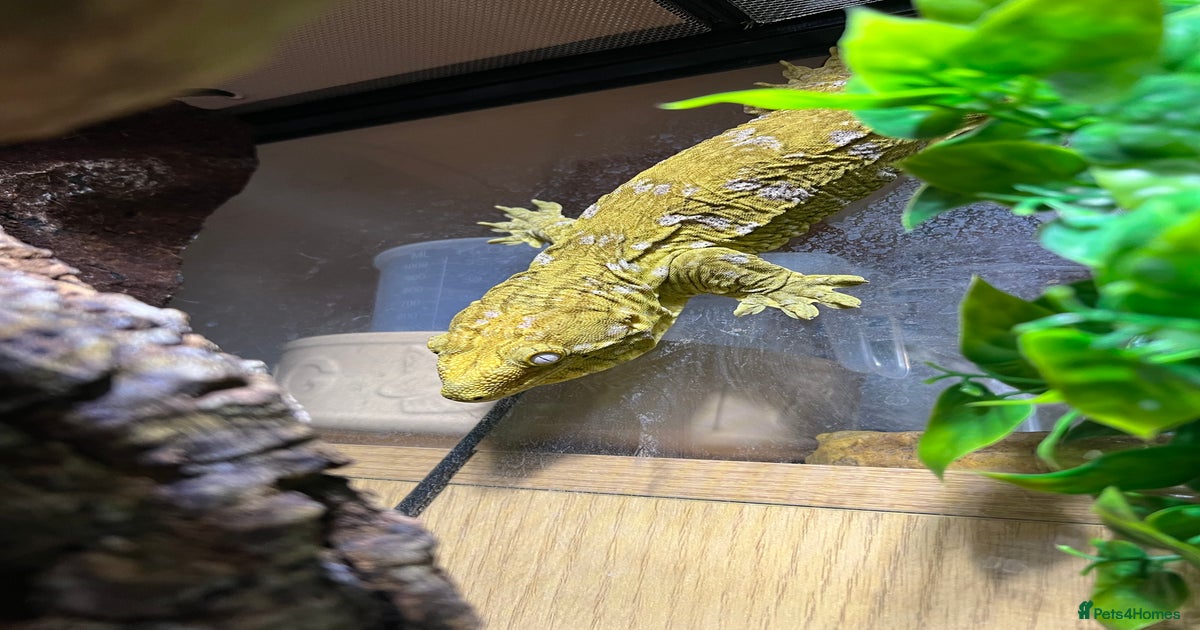 Male Moro Leachie Gecko With Set Up for sale in Loughborough | Pets4Homes