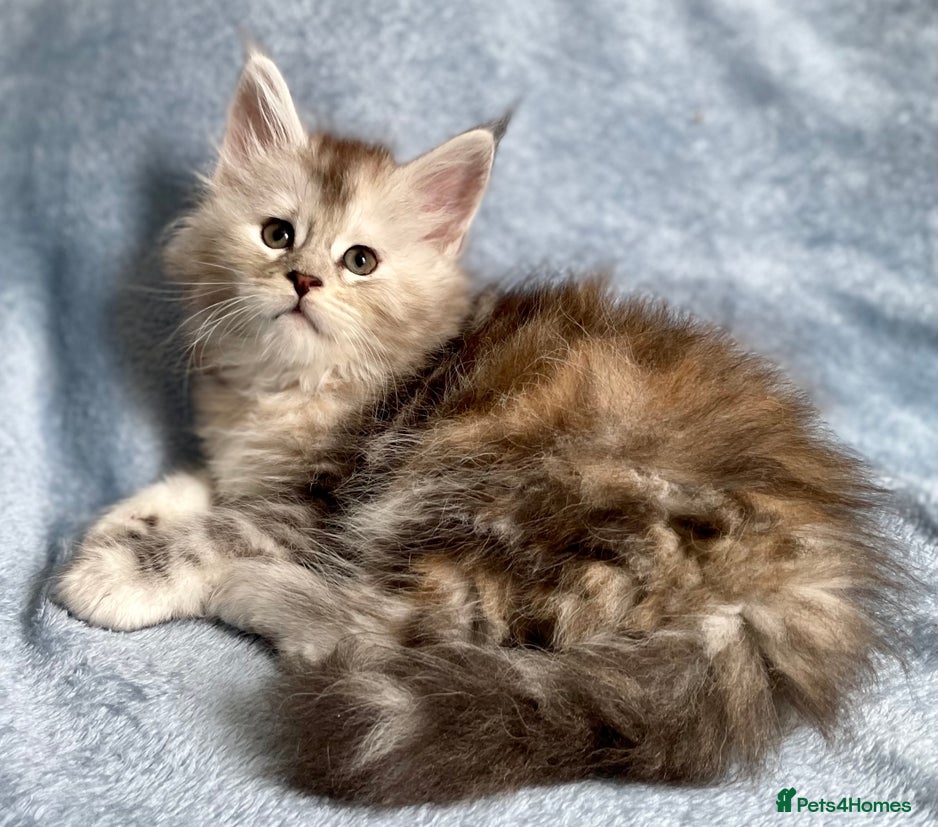 Tortoiseshell Kittens for sale | Pets4Homes