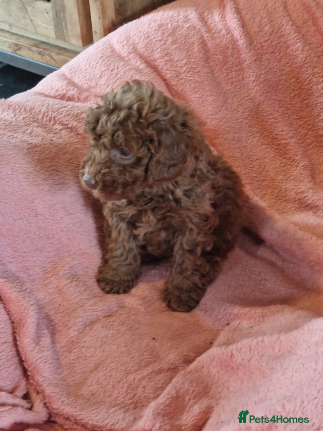 F1b red and sable cockapoos for sale for sale in Leigh | Pets4Homes