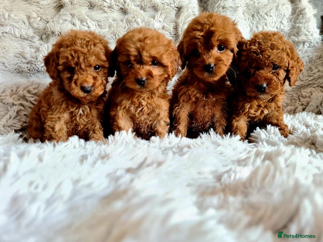 Beautiful red toy cockapoos for sale in Doncaster | Pets4Homes