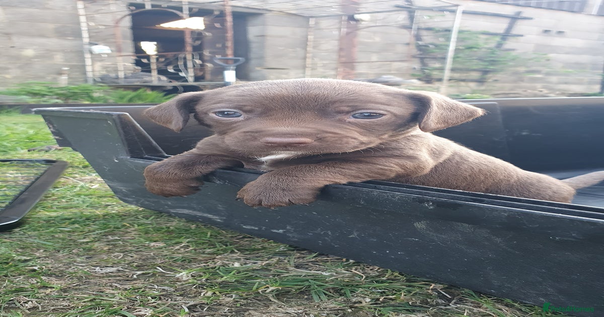 Cocker Jacks / Jack Spaniels for sale for sale in Skipton | Pets4Homes