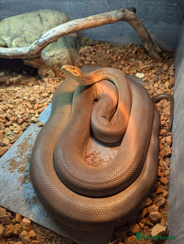 Adult Male Olive Python for sale in Bedford | Pets4Homes