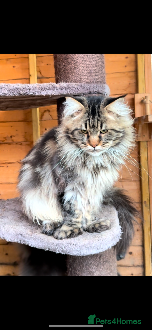 XL maine coon kittens Russia bloodlines for sale in Spalding | Pets4Homes