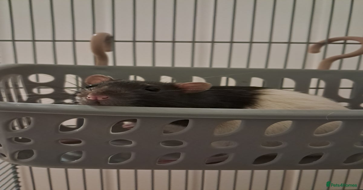 2 Female Rats Need a New Home for sale in Warrington | Pets4Homes