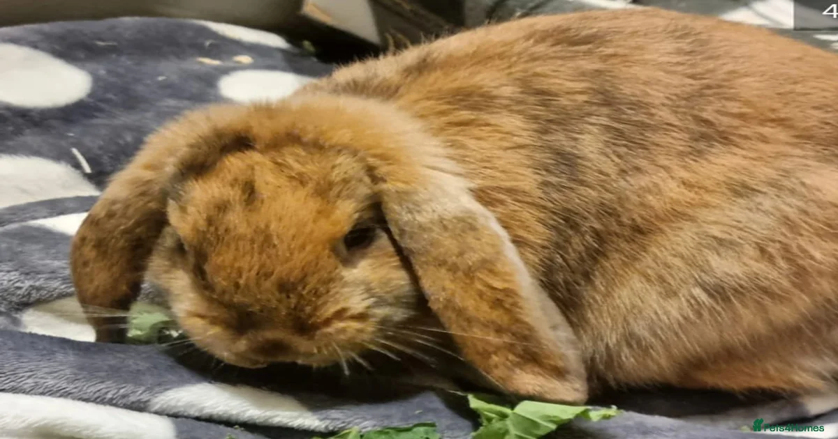 Pure breed mini lop doe for sale in Sheffield | Pets4Homes