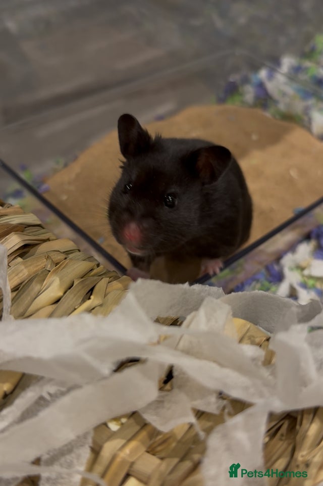 Eclipse for adoption🖤 for sale in Hemel Hempstead | Pets4Homes