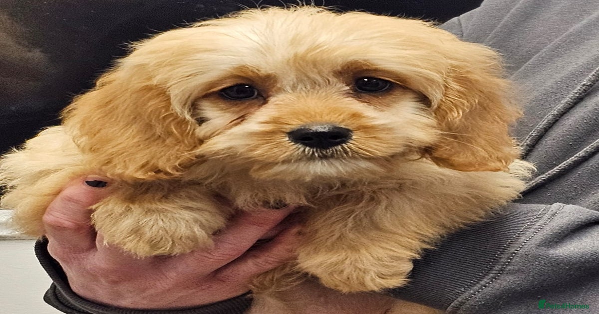 F1 cavapoo pups LAST GIRL for sale in Sandy | Pets4Homes