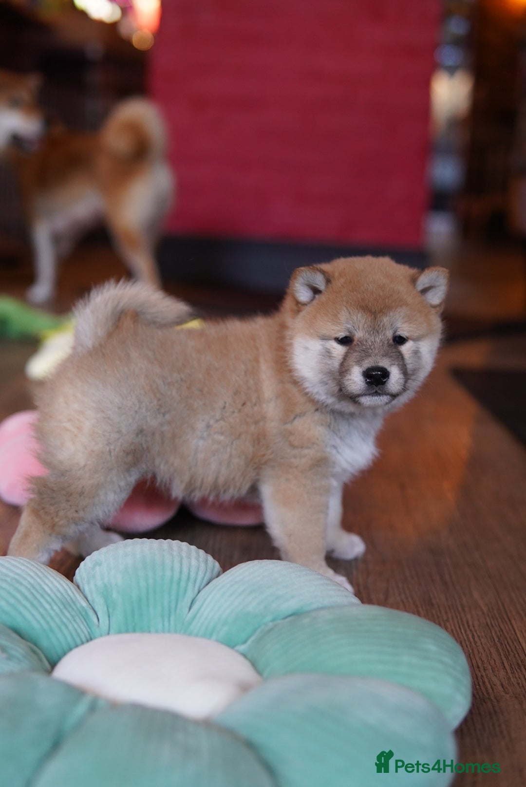 Show quality Japanese Shiba Inu for sale in Derby | Pets4Homes