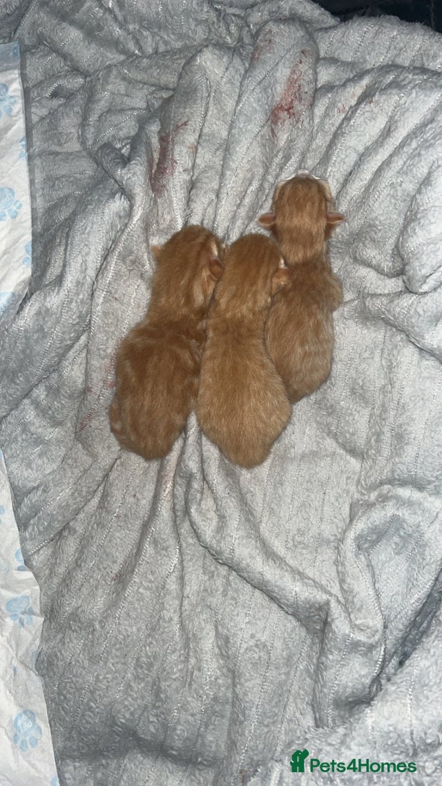Stunning ginger kittens for sale in Erith | Pets4Homes