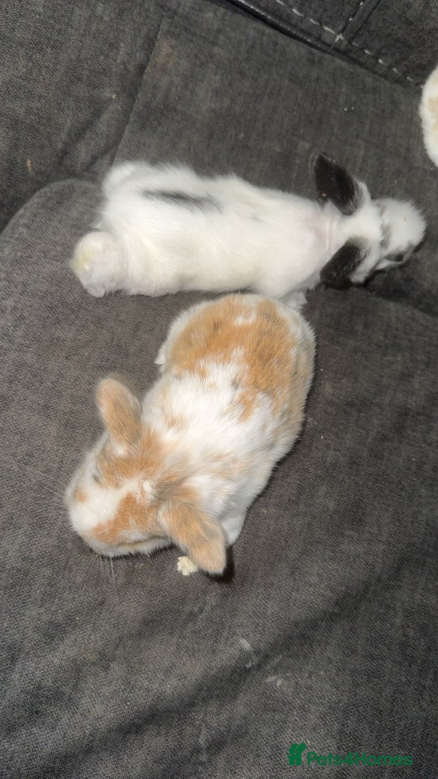 4 baby mini lop rabbits for sale in Lincoln | Pets4Homes