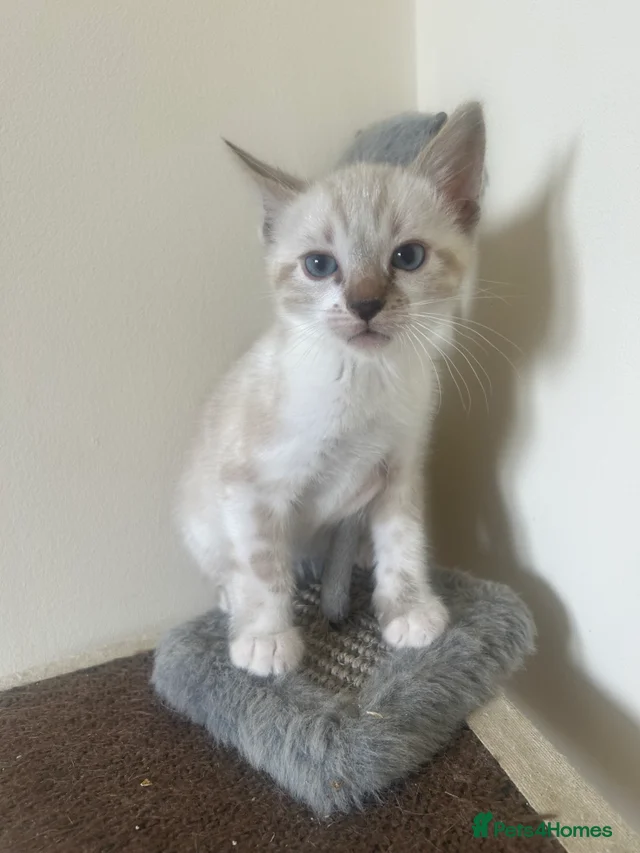 Bengal kittens for sale in Bradford | Pets4Homes