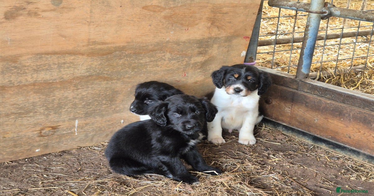Collie x spaniel x for sale in Llandeilo | Pets4Homes