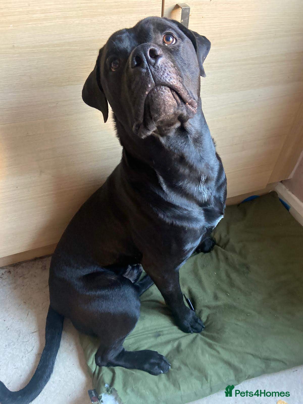 Male rottie cross 3 years old for sale in Stevenage | Pets4Homes