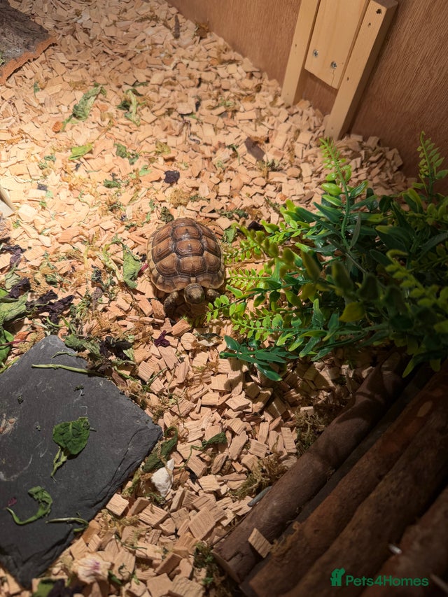 Tortoise and table for sale in Bedlington | Pets4Homes
