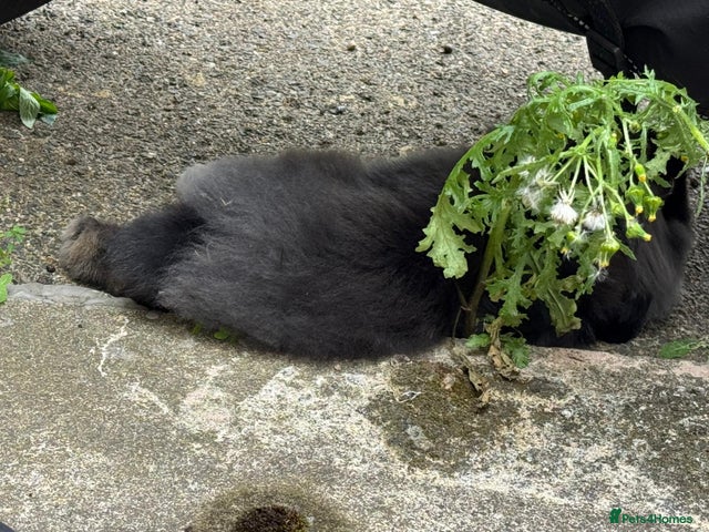 Rabbit Bunny for sale in London | Pets4Homes