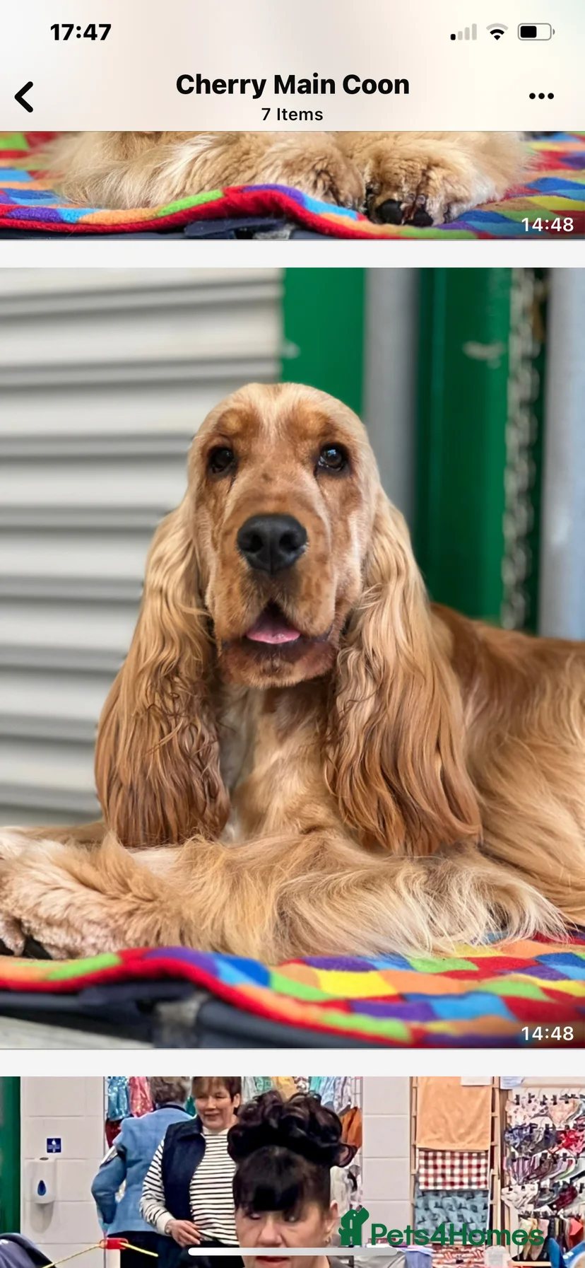 Diana | Pets4Homes