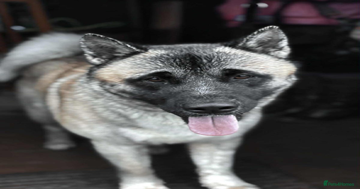 Akita Stud for stud in Crediton | Pets4Homes