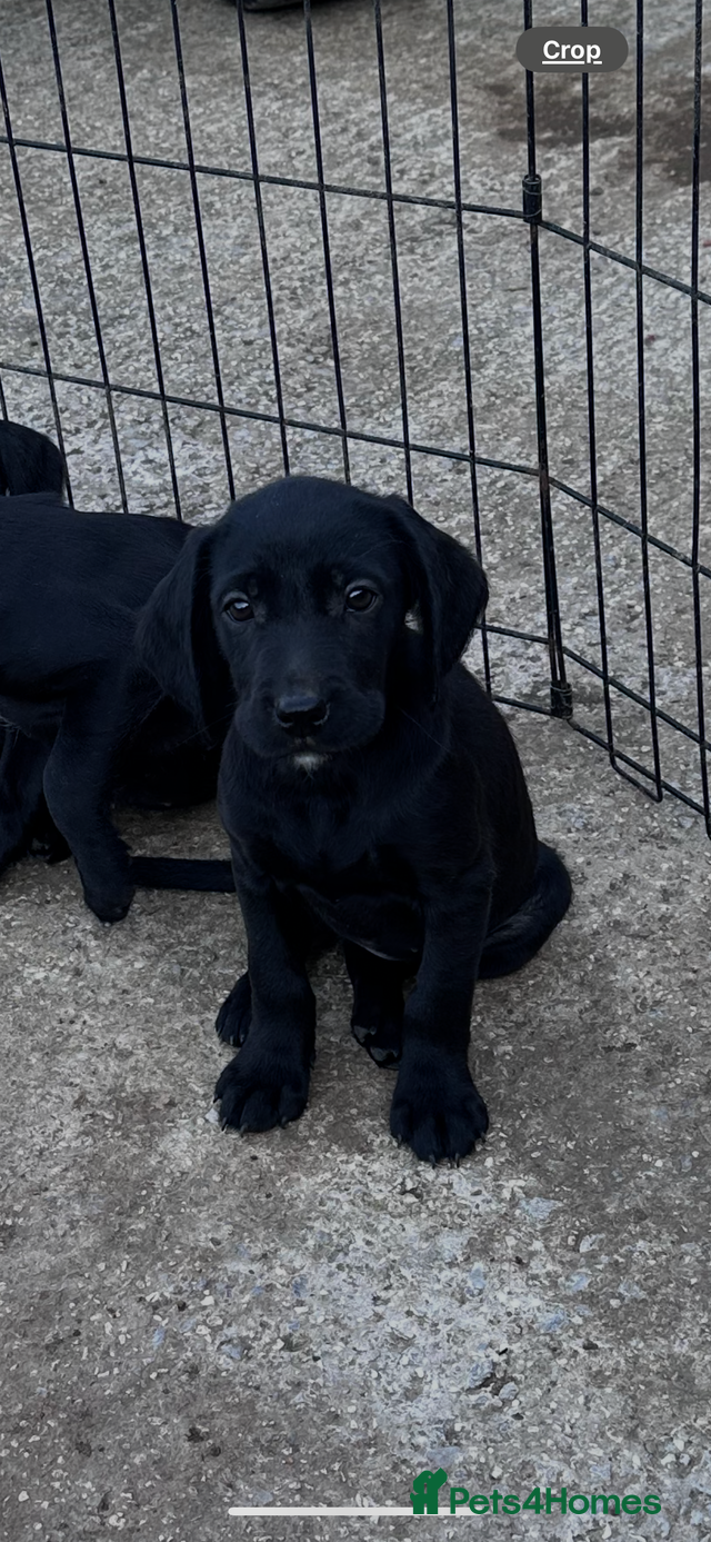 Perfect Cockerdor Puppies- Tiny Lab like for sale in Pickering | Pets4Homes