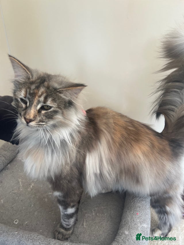 Full pedigree female Norwegian forest cat GCCF. for sale in Telford ...