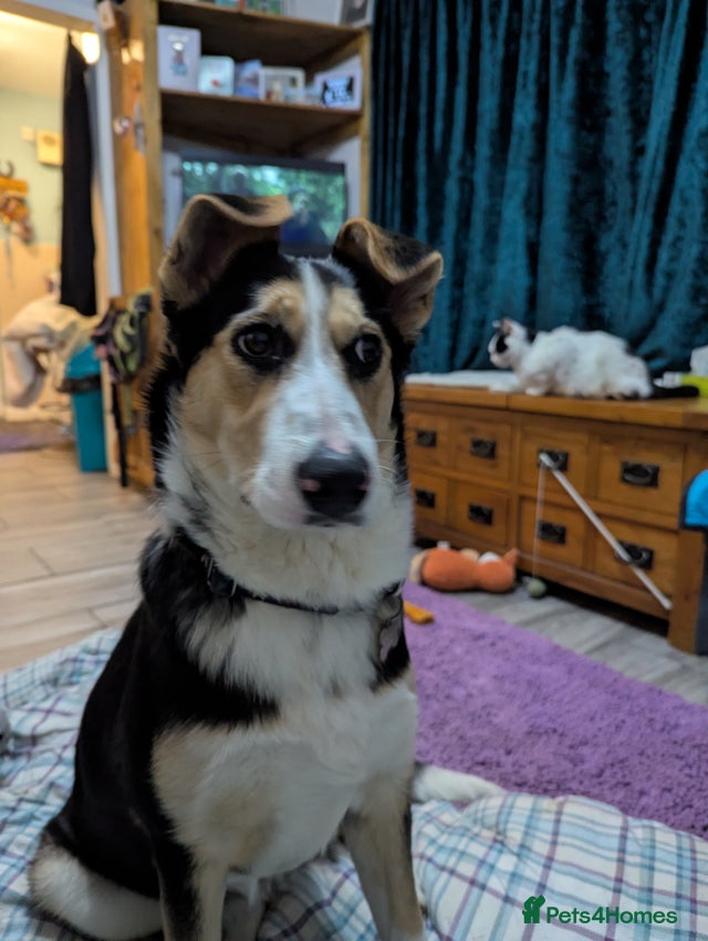 ESSIE for adoption in Heanor | Pets4Homes