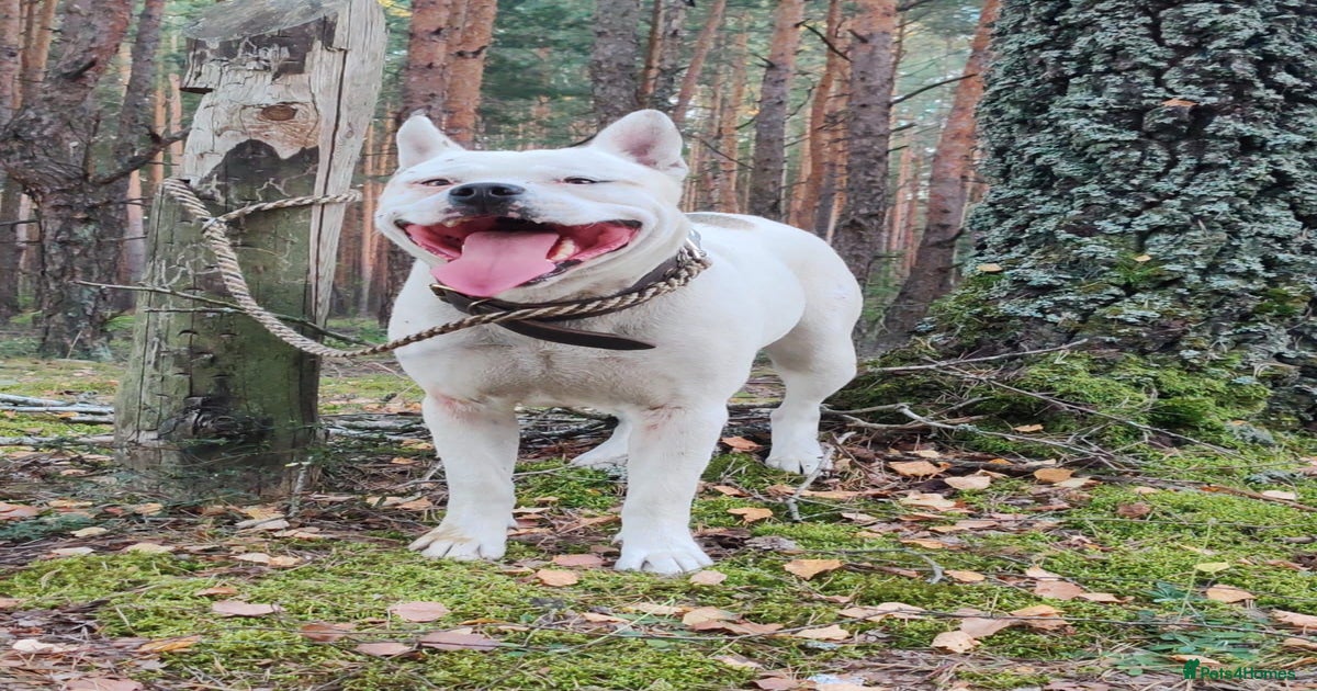 BARON – Staffordshire Bull Terrier (Male) for adoption in West Malling ...