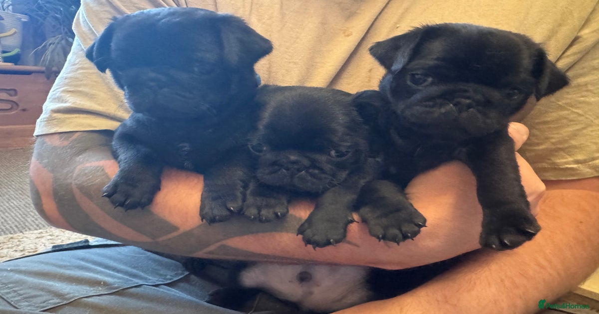 3 beautiful pug puppies looking for forever homes for sale in Dover ...