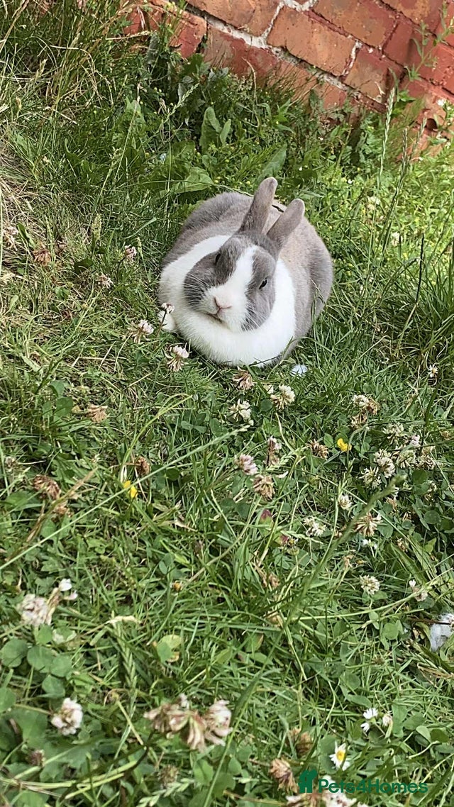 2 female rabbits for sale for sale in Middlesbrough | Pets4Homes