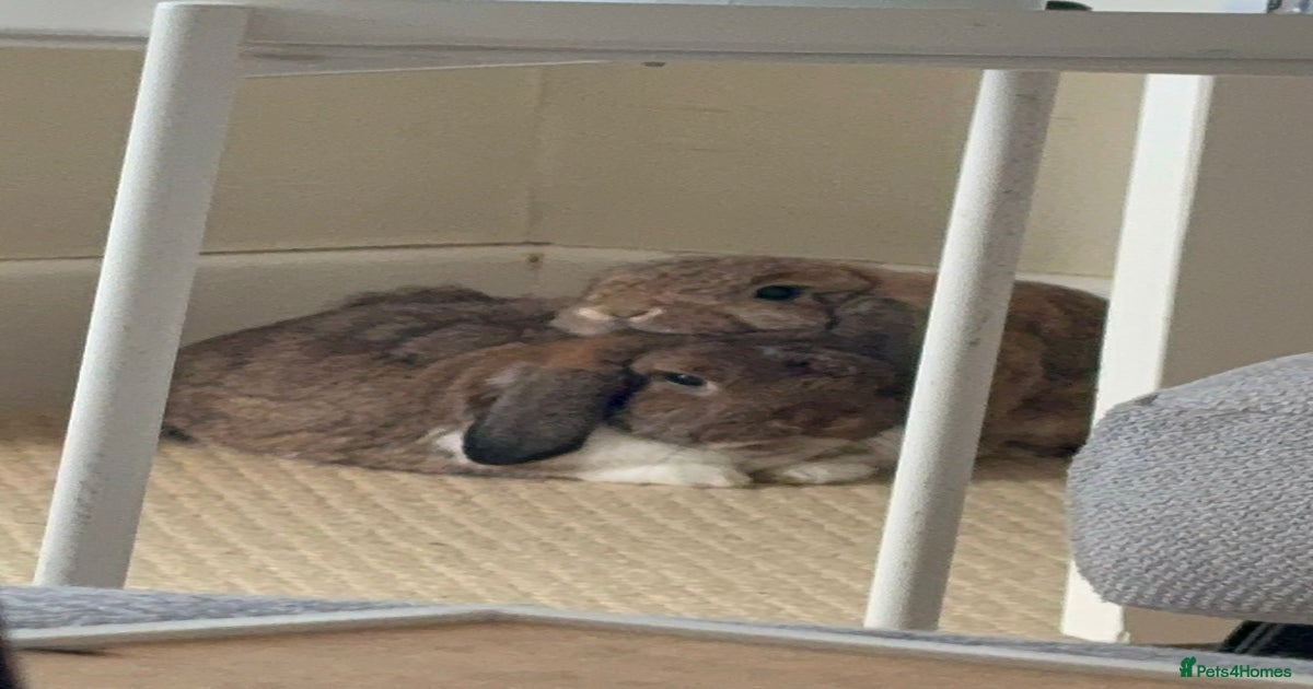 Maury & Connie for sale in Broadstone | Pets4Homes