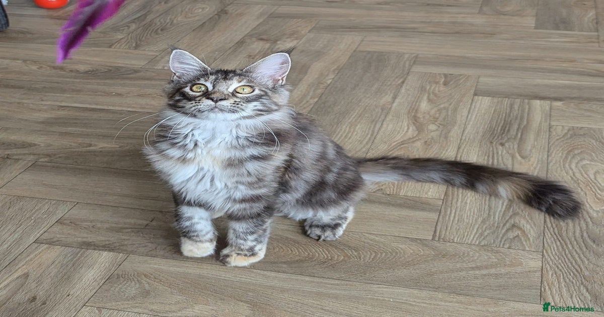 Beautiful black silver torbie Maine Coon for sale in Barnsley | Pets4Homes