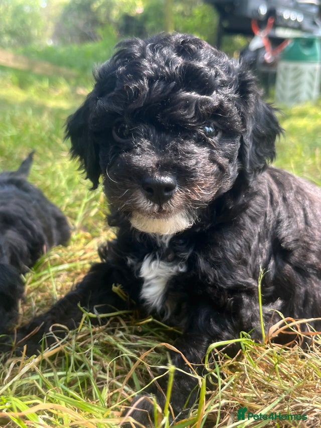 REDUCED! Beautiful cavapoos, **two girls left** for sale in Havant ...