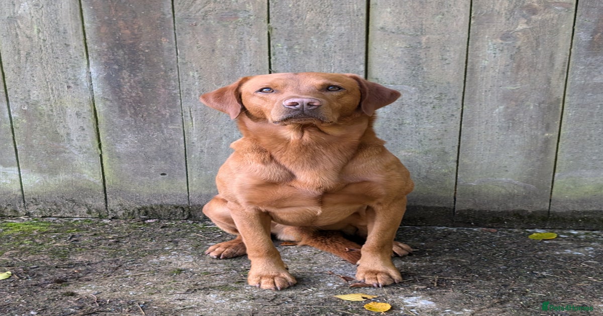 Red ( Lord Ajax) Fox Red KC Labrador Stud Dog for stud in Watchet ...