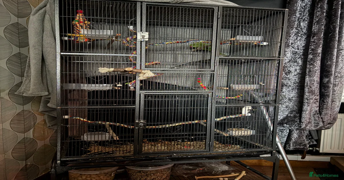 Parakeets Birds for sale in Leeds, West Yorkshire | Pets4Homes