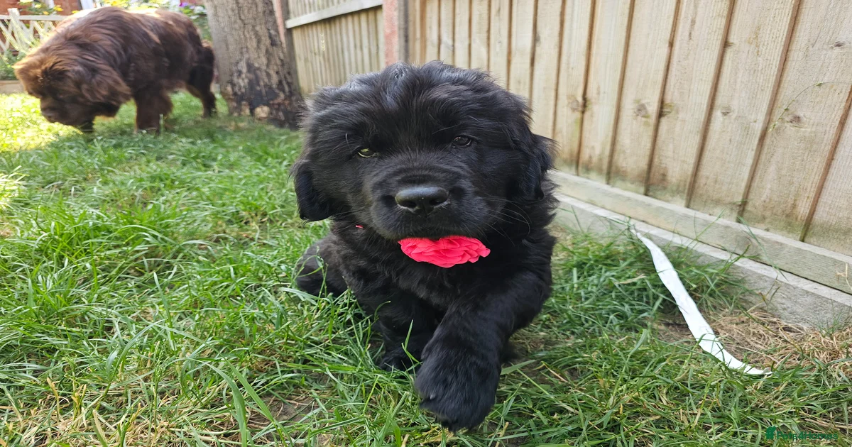 Newfoundland dog Newfoundland Puppies for sale | Pets4Homes