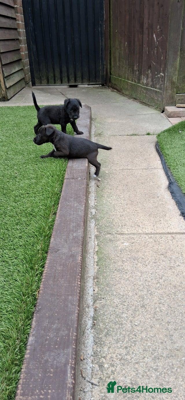 Patterdale x jack Russel for sale in Southampton | Pets4Homes