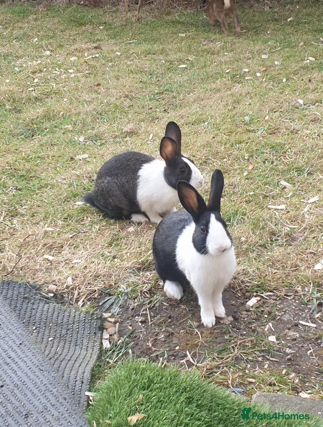 1 Belgian Hare, 3 Dutch Rabbit for sale in Blackburn | Pets4Homes