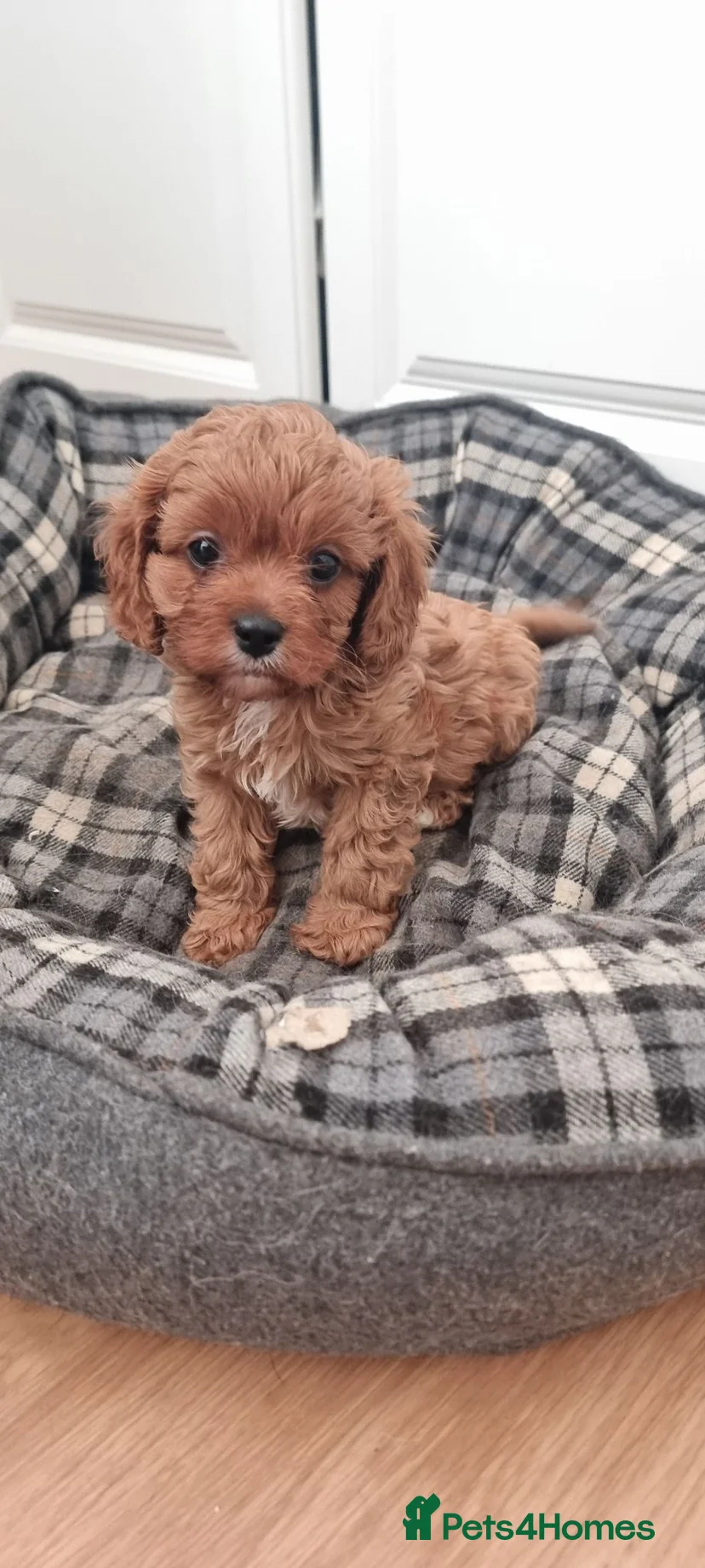 Small f1 toy cavapoos for sale in Doncaster | Pets4Homes
