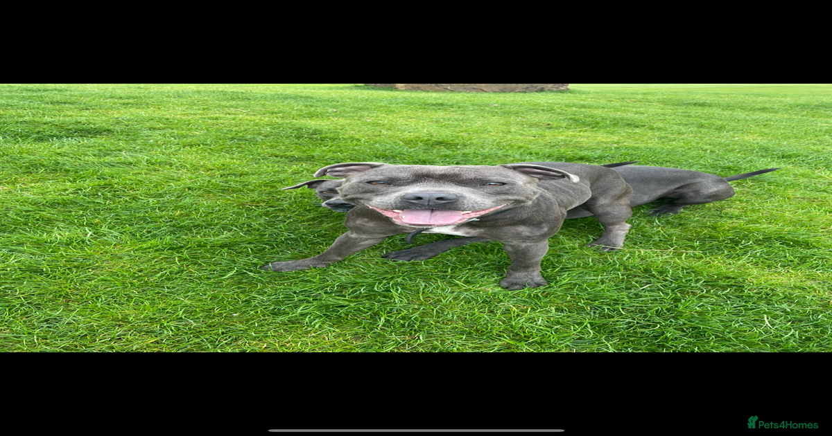 KC Registered Staffy Stud available for stud in Holmfirth | Pets4Homes