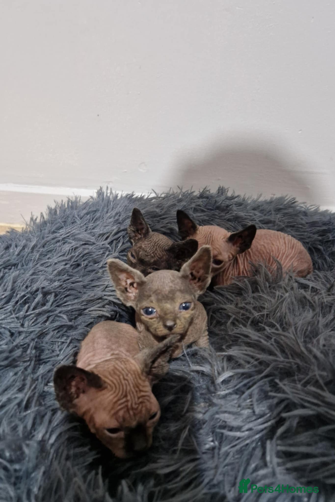 4 purebred sphynx kittens for sale in Andover | Pets4Homes