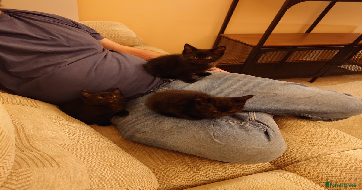 2 Beautiful black with white bits kittens for sale in Launceston ...