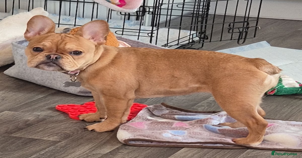 6 Month old girl Frenchie. for sale in Warminster | Pets4Homes