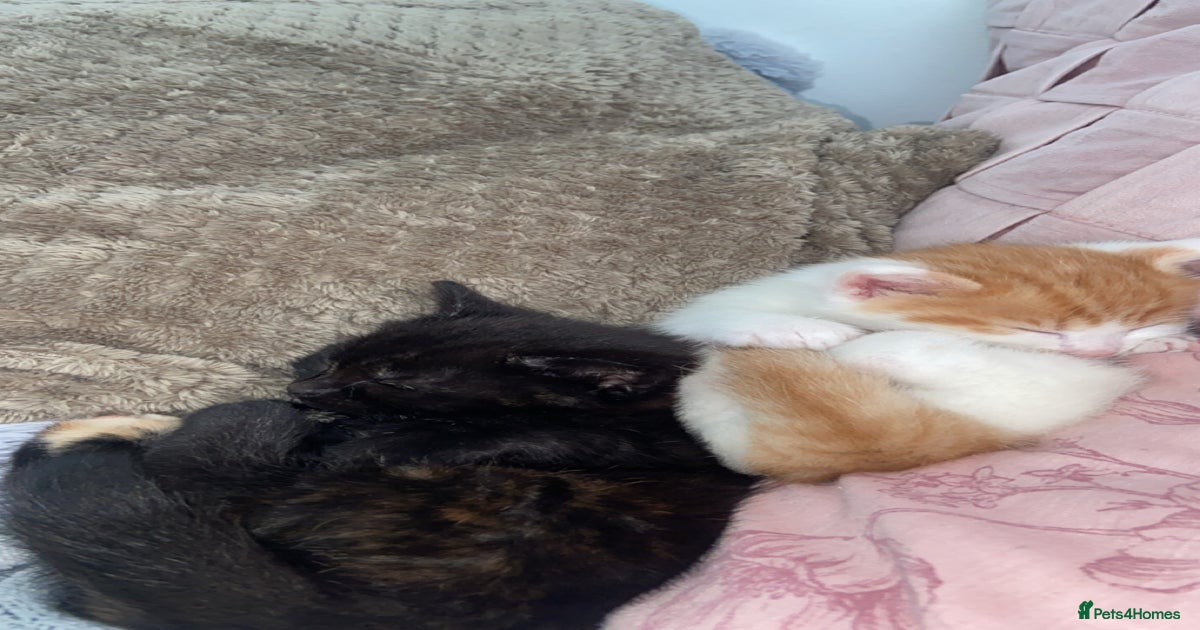 Two adorable mixed kittens for sale in Sheffield | Pets4Homes