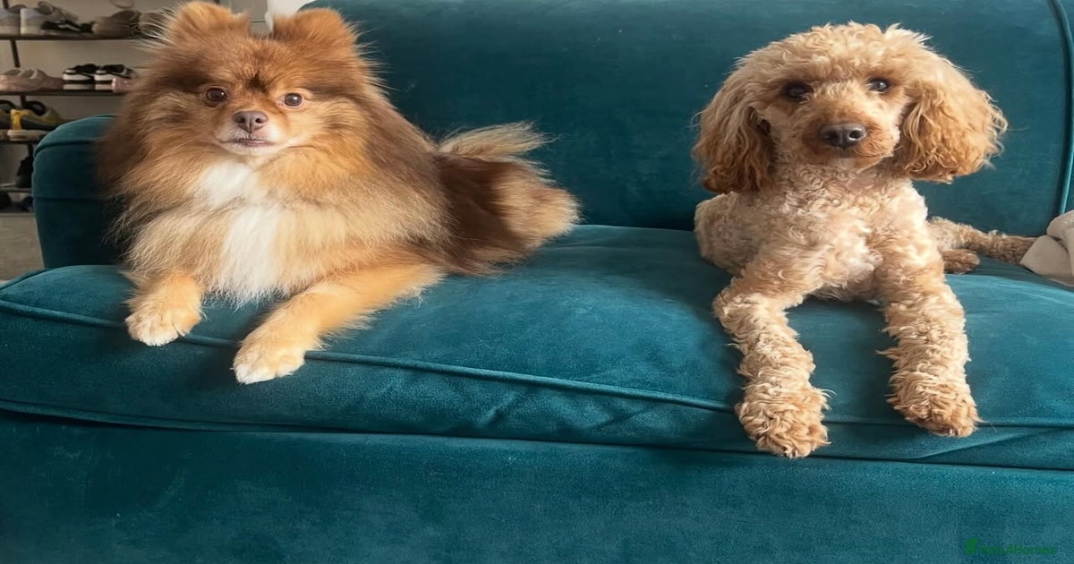 Cockapoo and Pomeranian for rehoming for sale in Bromsgrove | Pets4Homes