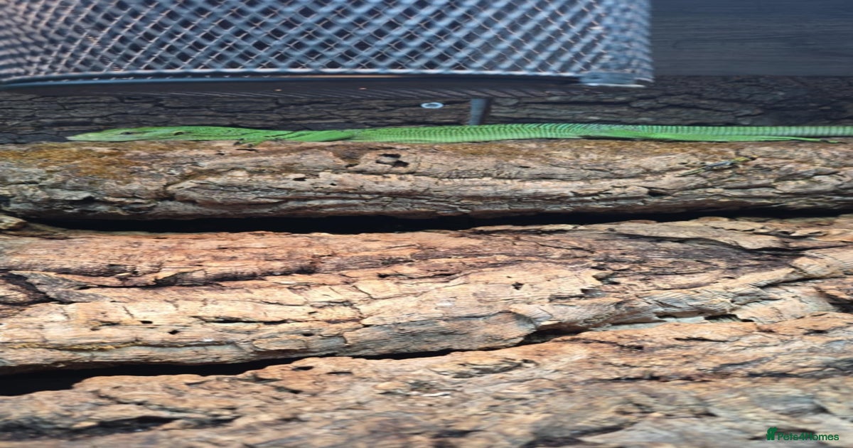 Male Green Tree Monitor for sale in Braintree | Pets4Homes