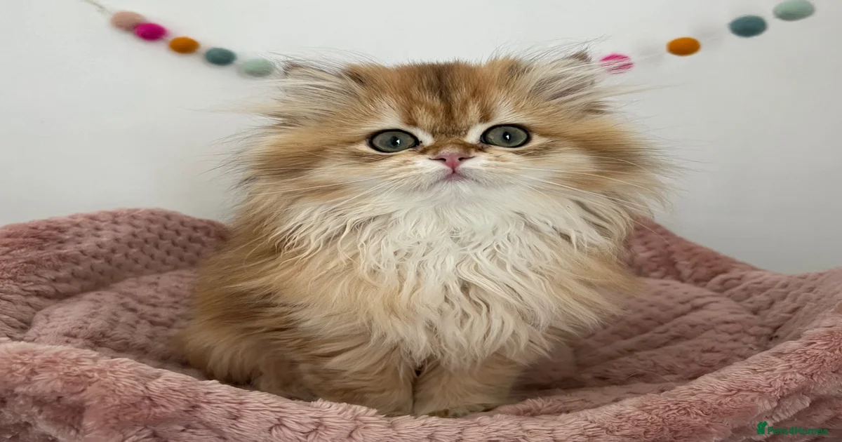 Kittens for sale | Pets4Homes